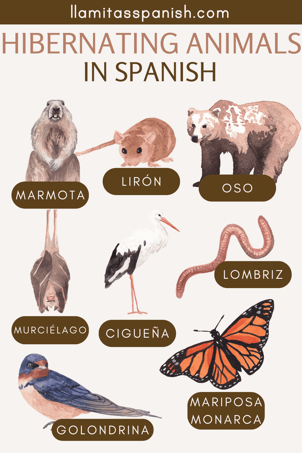 Spanish Lessons about Hibernation - Llamitas Spanish.com